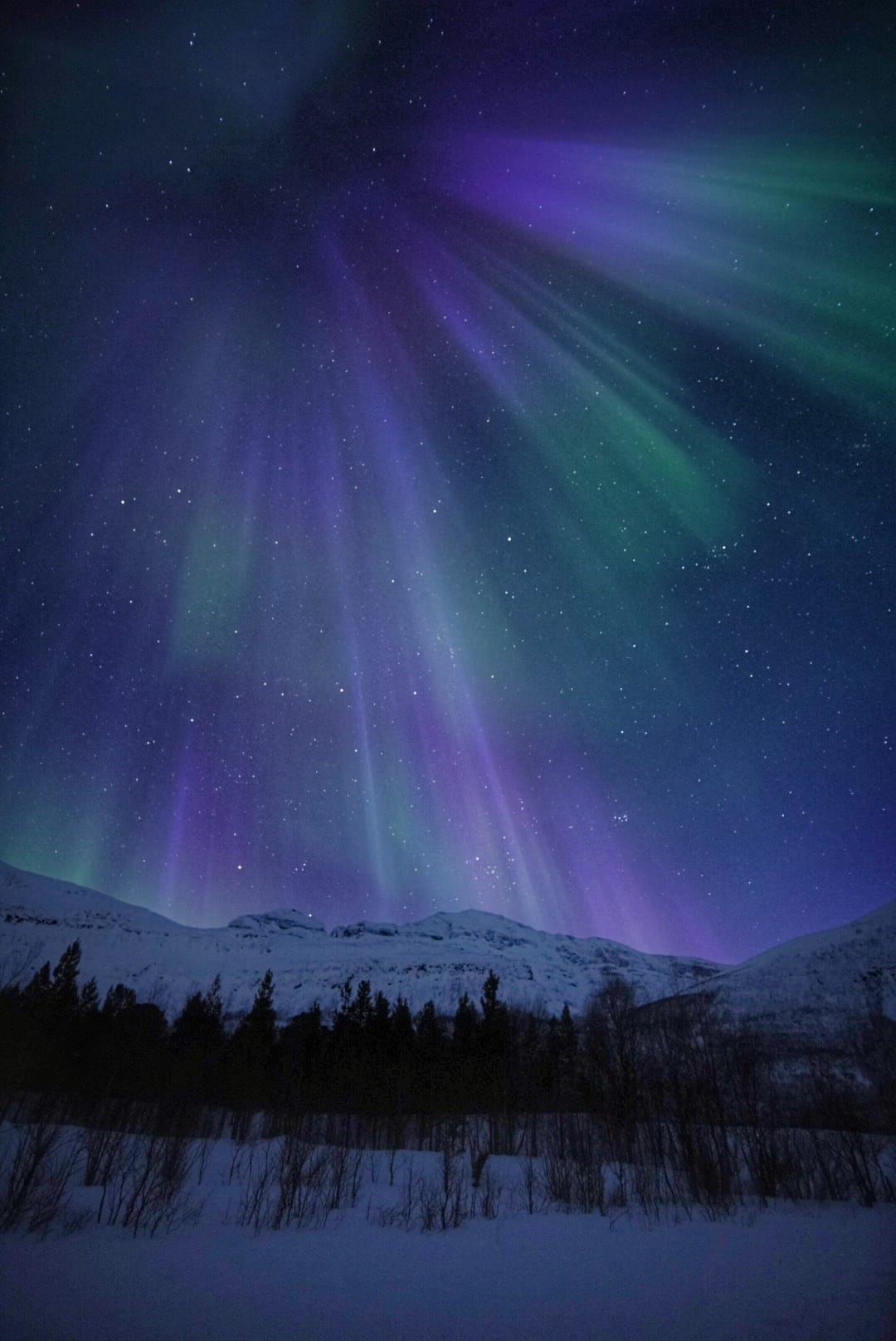 Varde Quality Endorsed - Wandering Owl