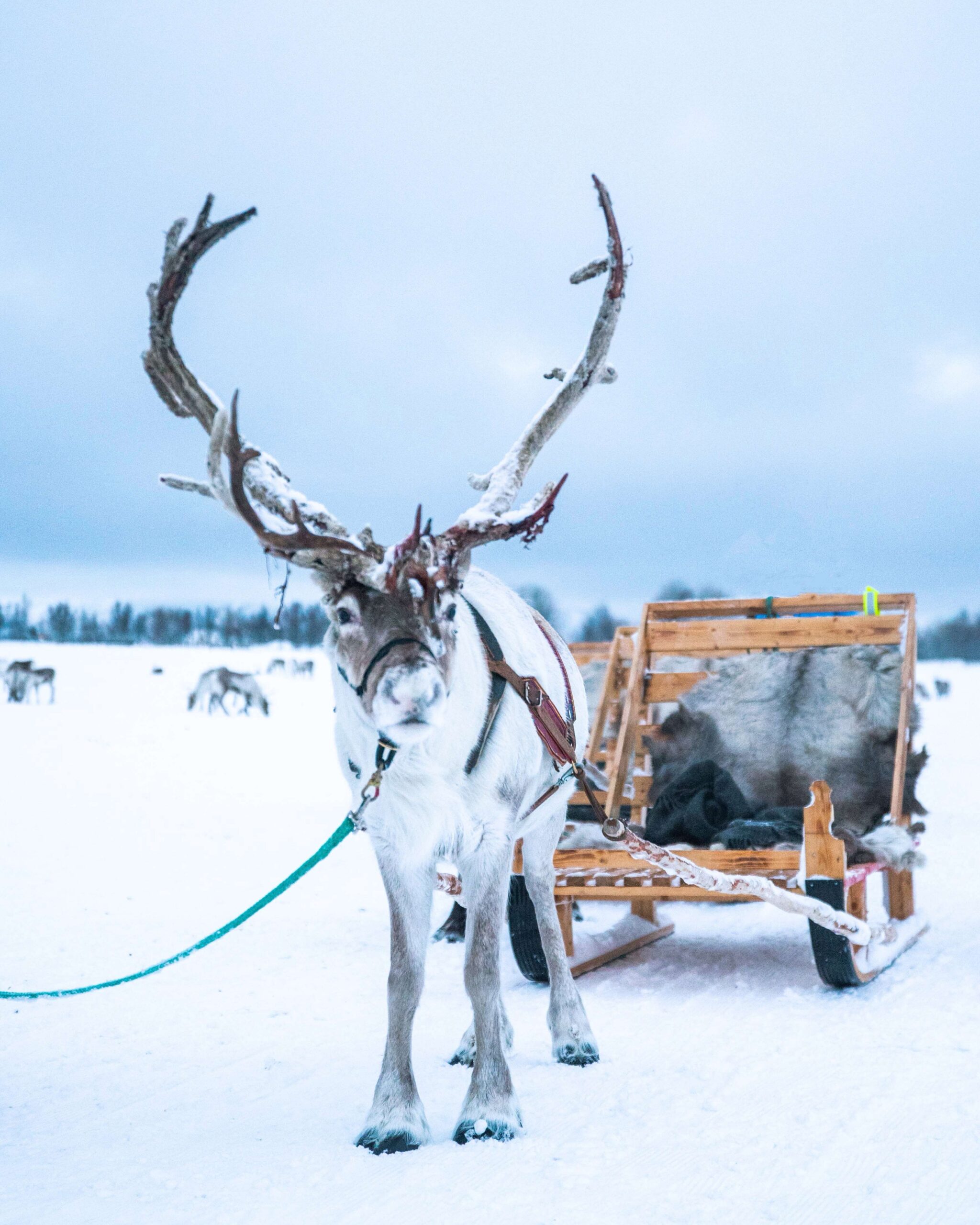 Long Reindeer Sledding, Feeding and Sámi Culture - Wandering Owl